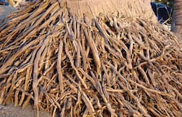 Palm Trees Roots System: Everything You Need to Know - Houmse