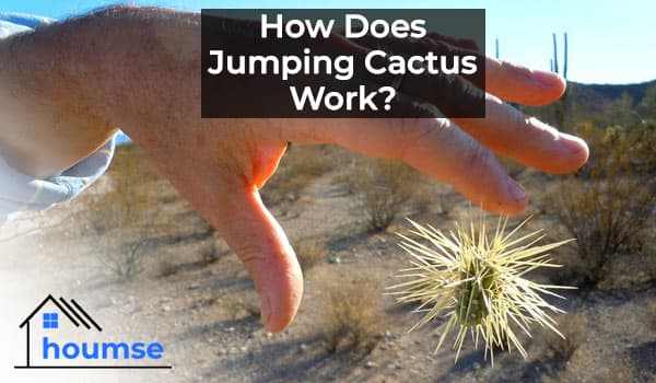 Jumping Cactus, How Does It Work? - Houmse