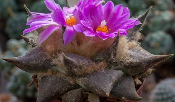 30 Cactus Names with Pictures - Houmse