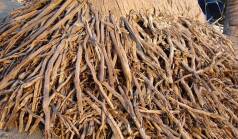 Palm Trees Roots System: Everything You Need to Know - Houmse