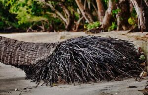 Palm Trees Roots System: Everything You Need to Know - Houmse