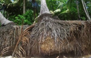 Palm Trees Roots System: Everything You Need to Know - Houmse